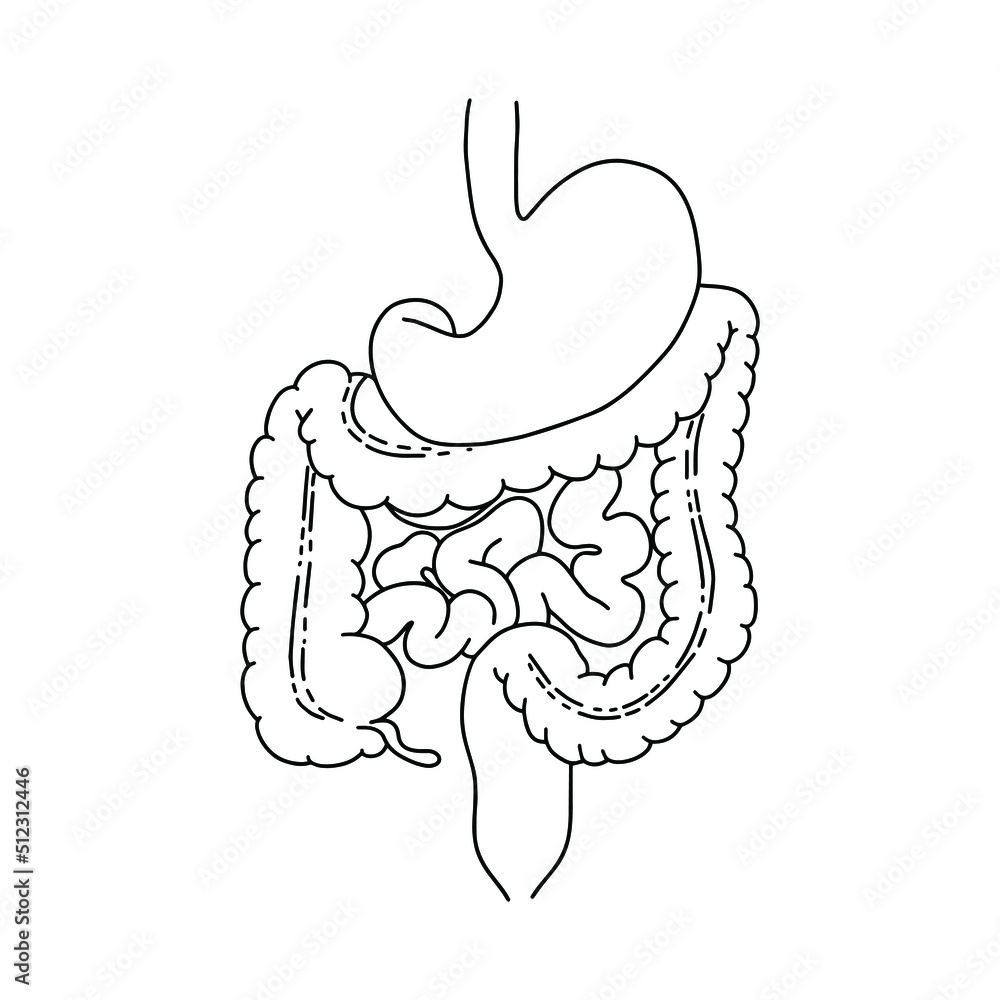 Components of the human intestine. Human digestive system vector ...