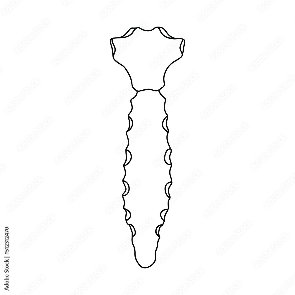 Human body sternum bone anatomy. Structure of the thoracic wall. Stock ...