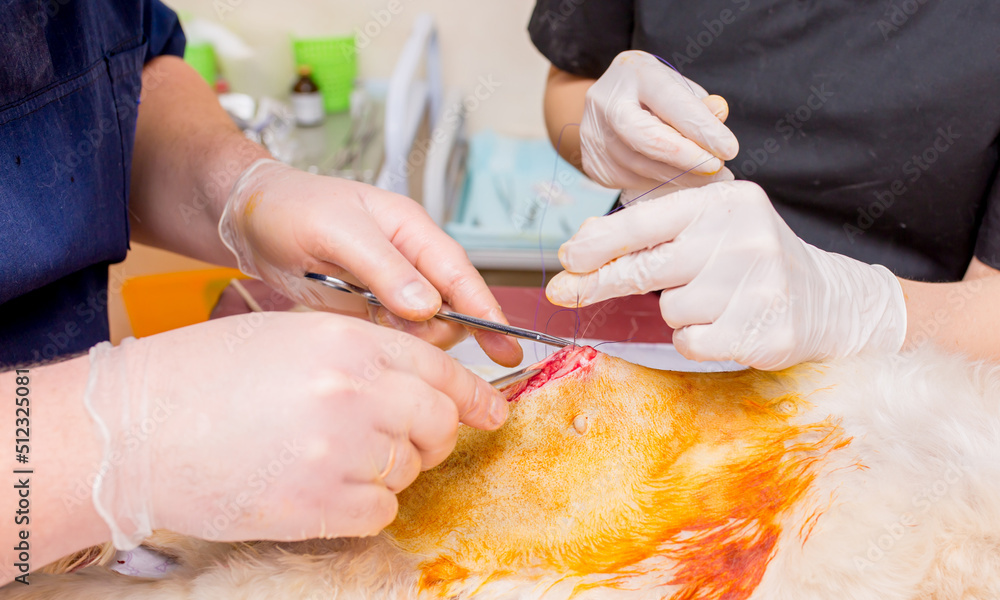 Veterinary clinic, a surgeon doctor performs an operation to remove ...
