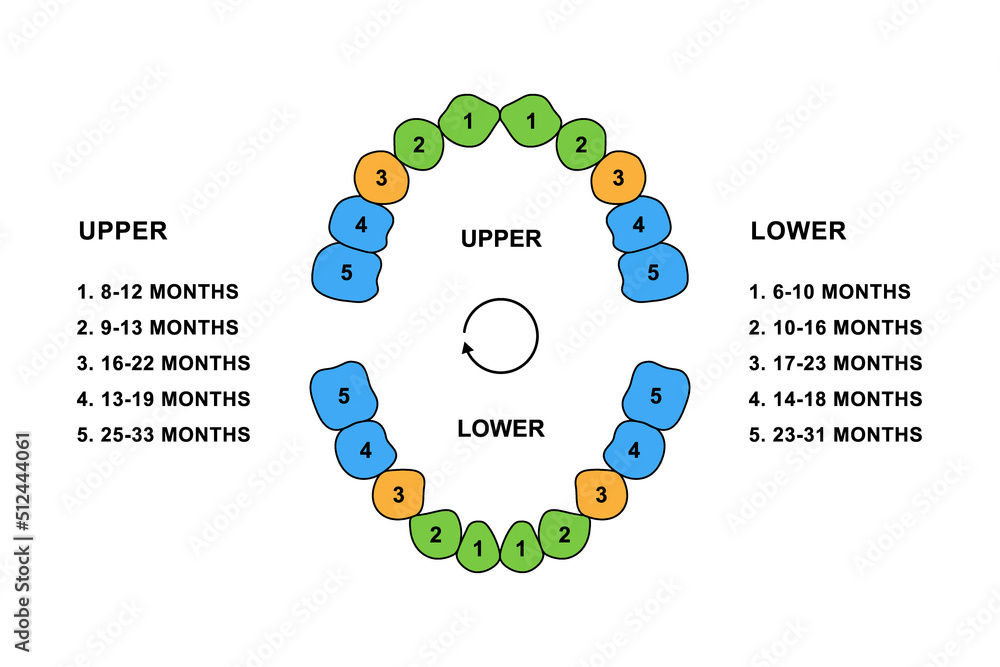 Primary tooth arrival chart. Child teeth dentition anatomy colored ...
