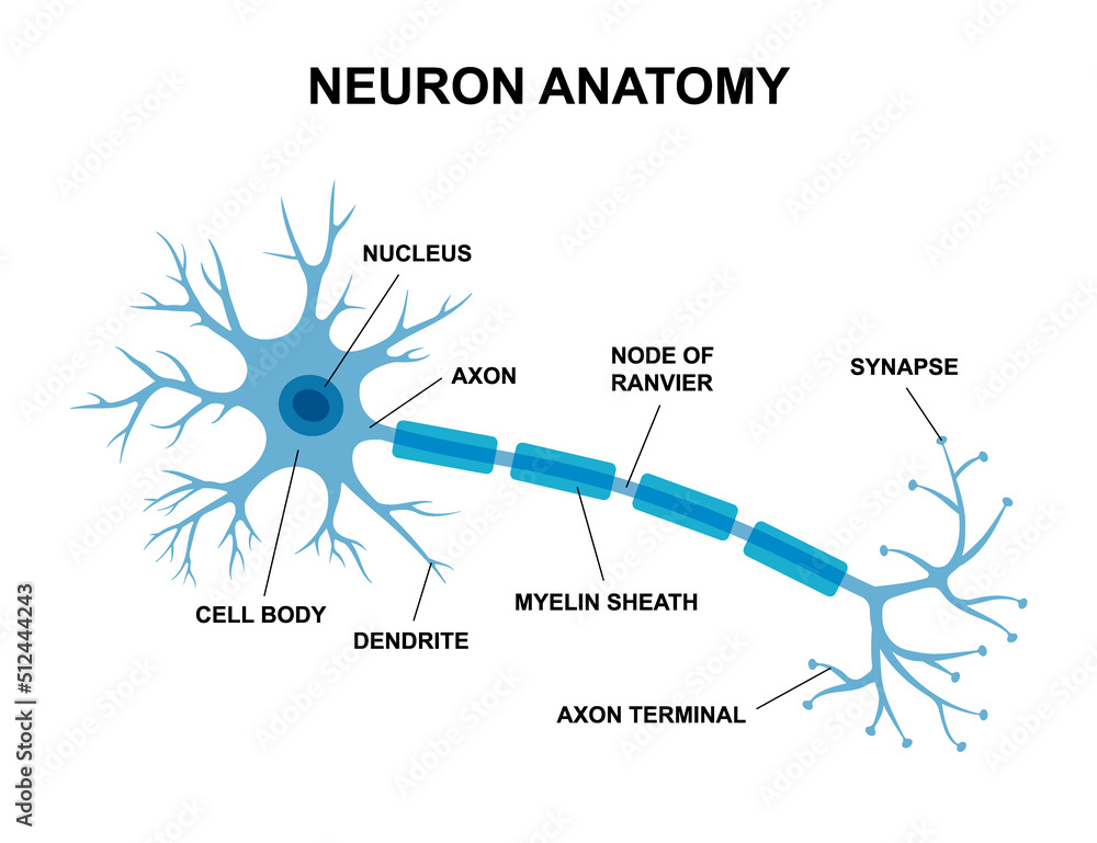 Vector infographic of neuron anatomy. Medical chart human neuron ...