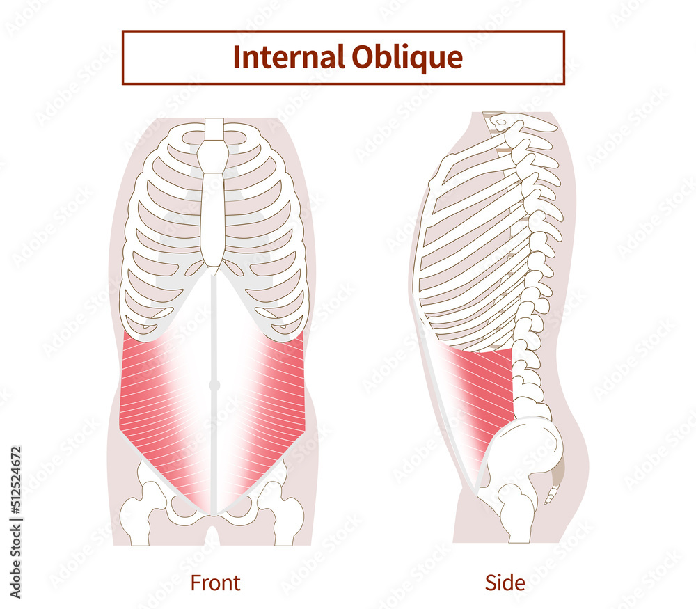 Vector de Stock Abdominal muscle groups Illustrative illustrations of ...