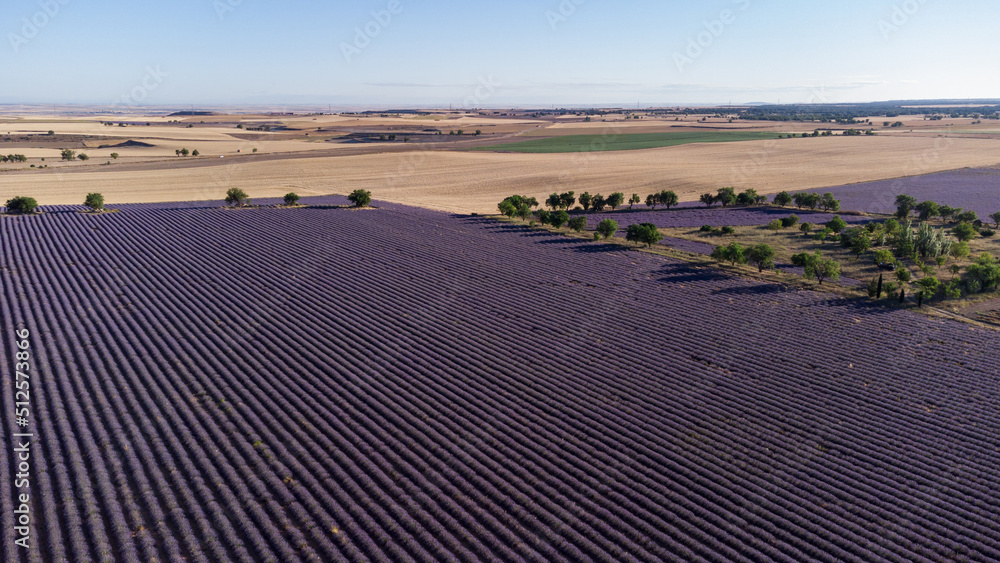 El color de la LAVANDA Stock Photo | Adobe Stock
