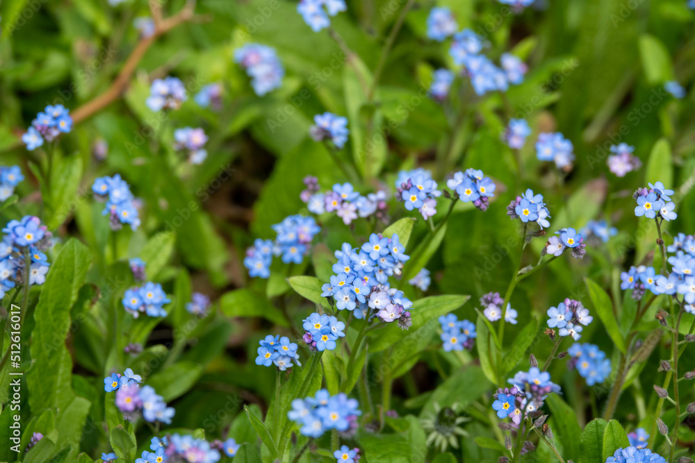 forget me nots a symbol of true love and respect Stock Photo | Adobe Stock