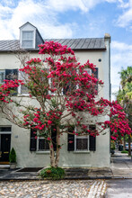 Red Crepe Myrtle Bloom Free Stock Photo - Public Domain Pictures
