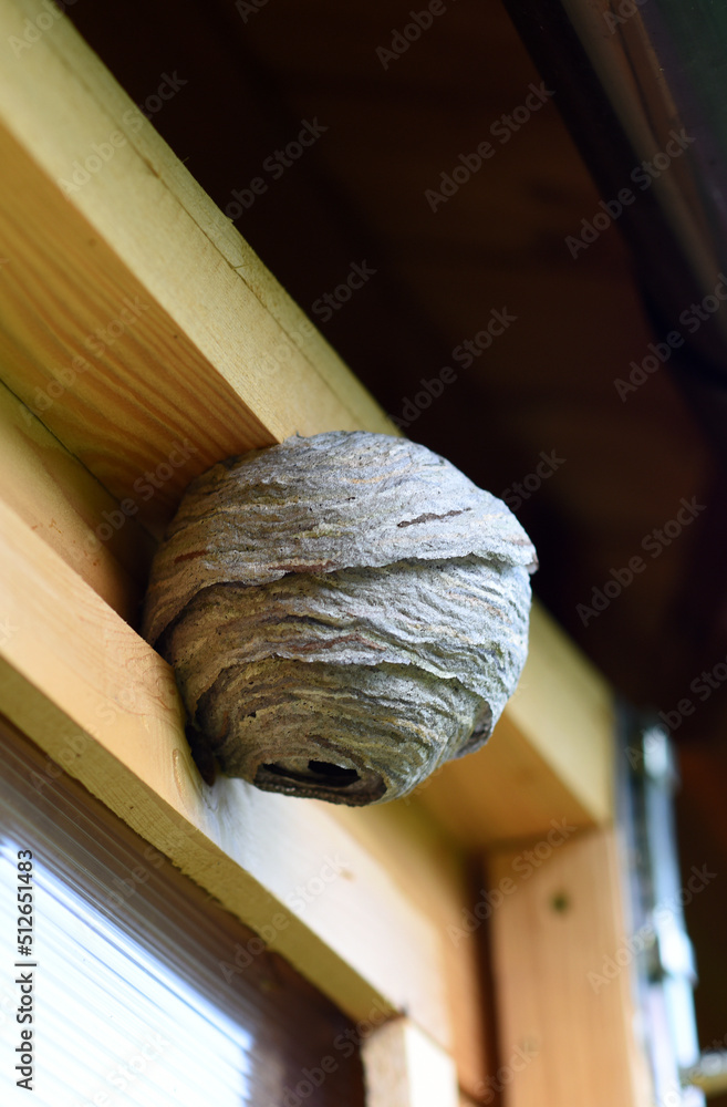 Photo Stock A large wasp nest is attached to a wood door. The grey ...
