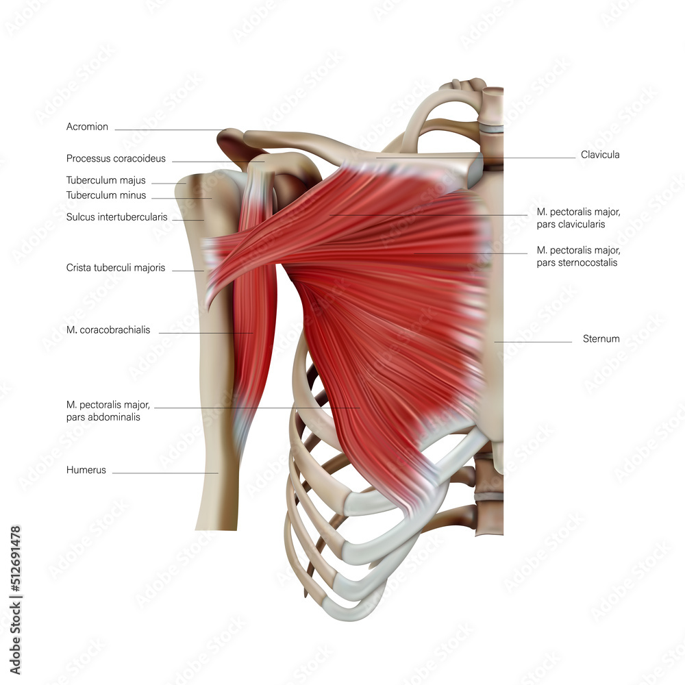 Anatomy and structure of the pectoral muscles of the trunk on a white ...