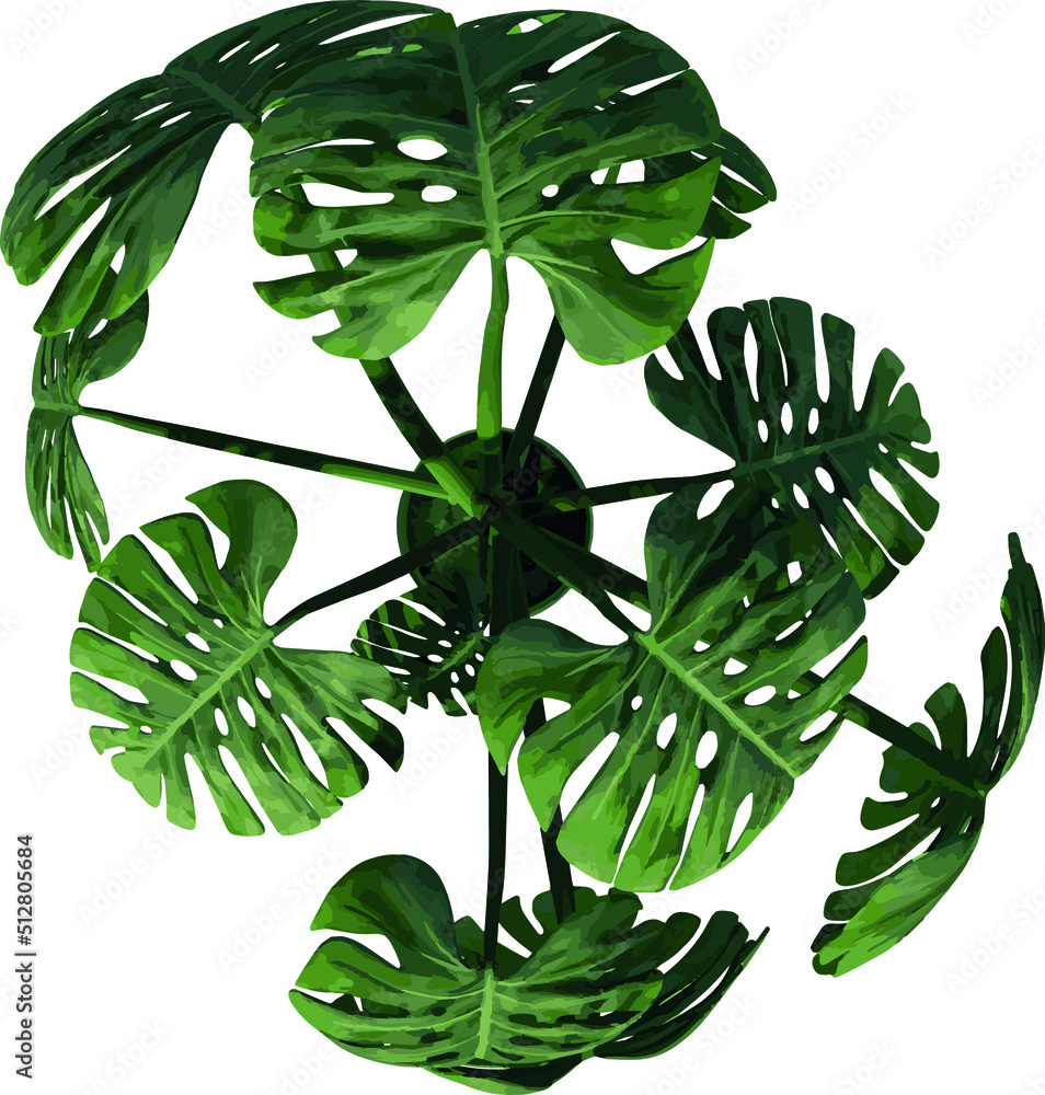 Top view of Plant (Monstera deliciosa in pots 1) Tree illustration ...