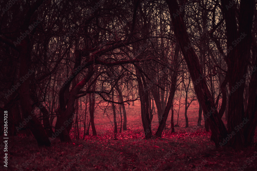 Strangers park. Mysterious fairy forest. Dark fantasy wallpaper ...