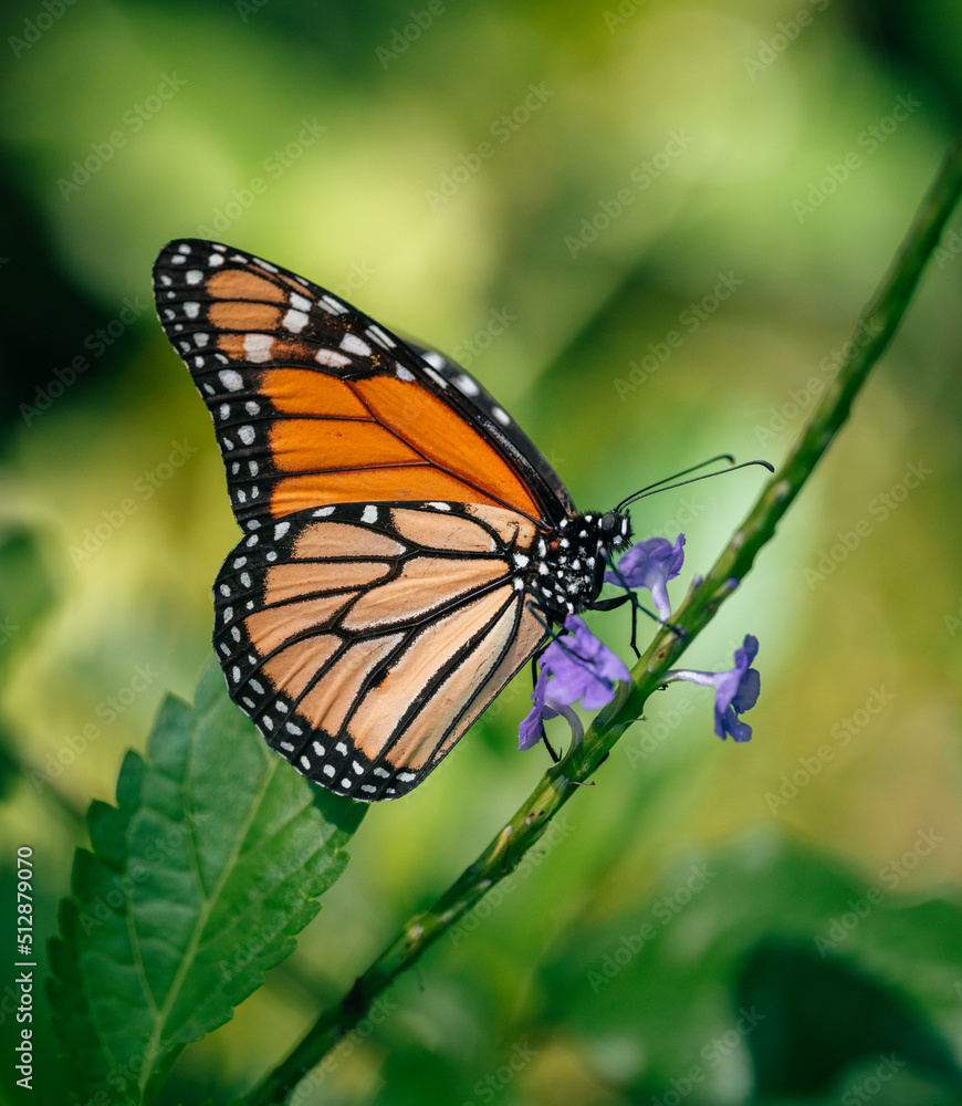 monarch butterfly on a flower Stock Photo | Adobe Stock