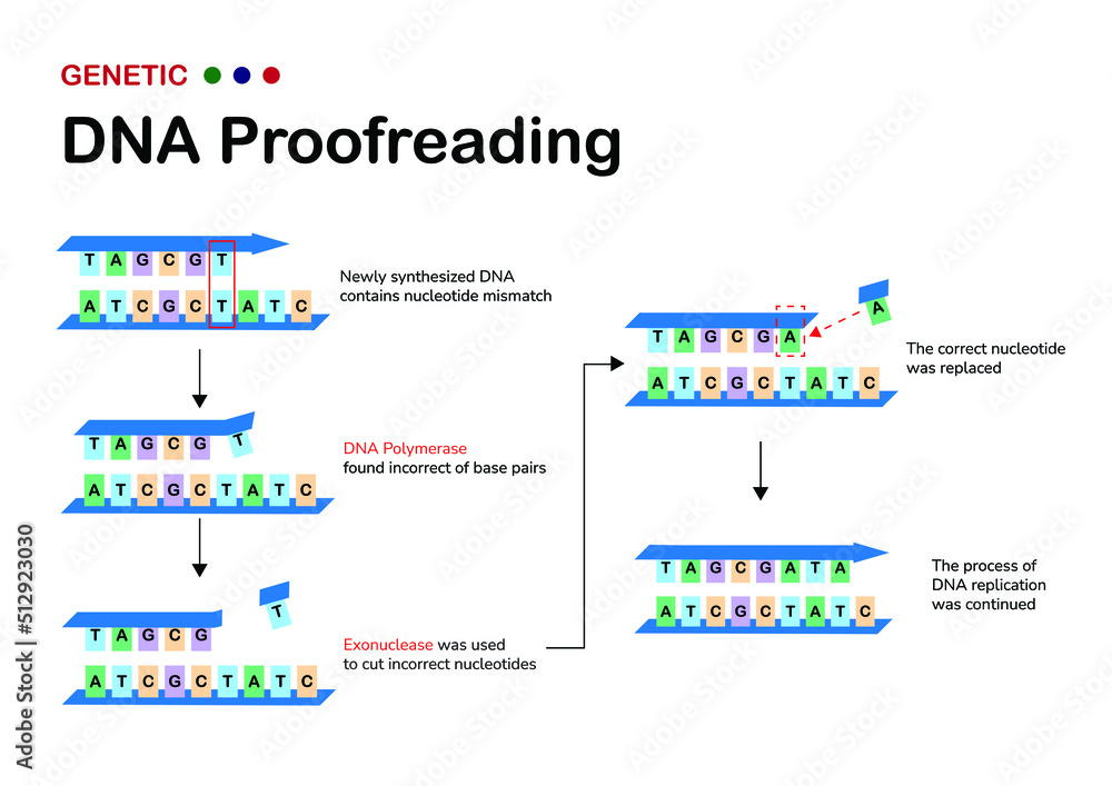 Stock-Vektorgrafik „The scientific diagram show mechanism of DNA ...