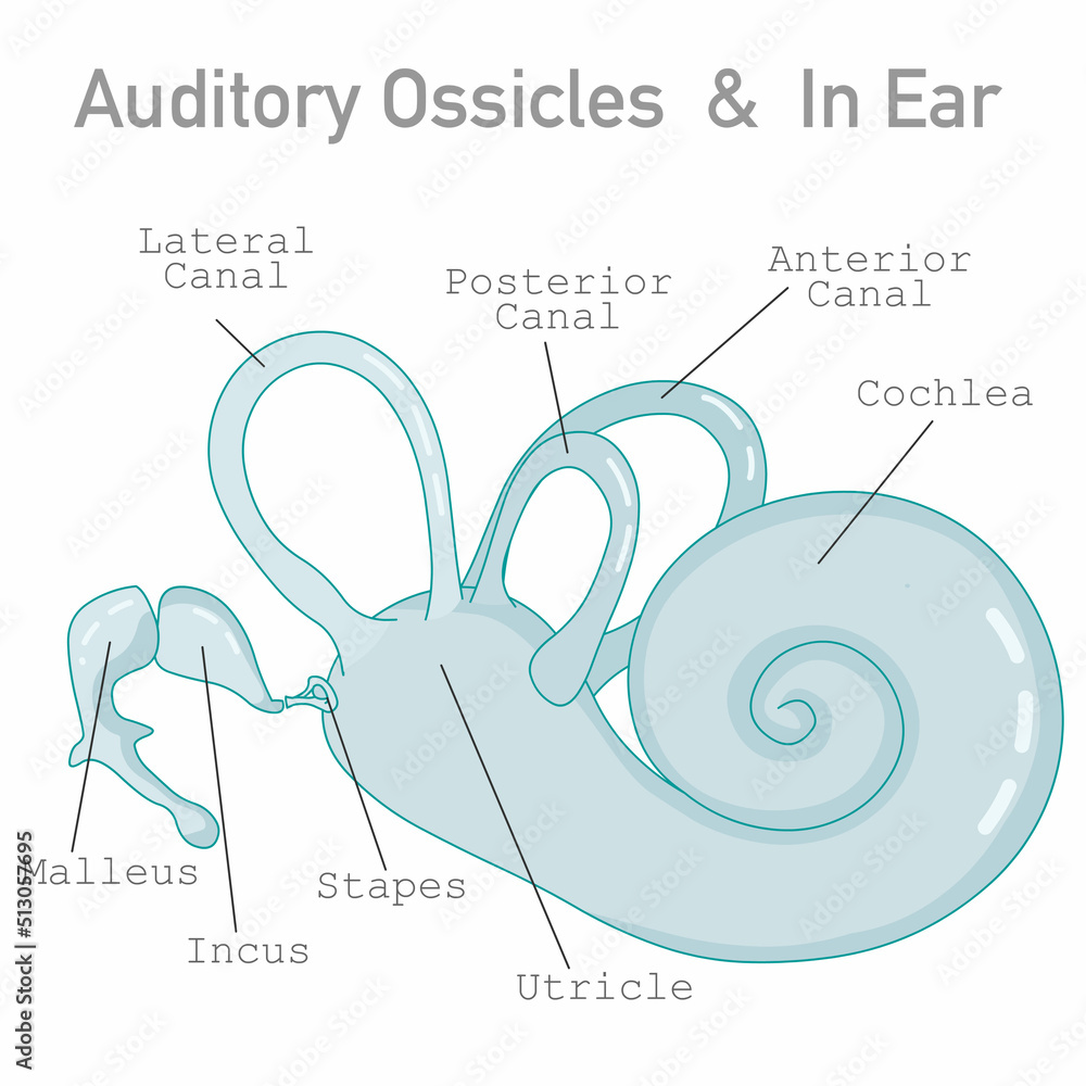 how to draw middle ear