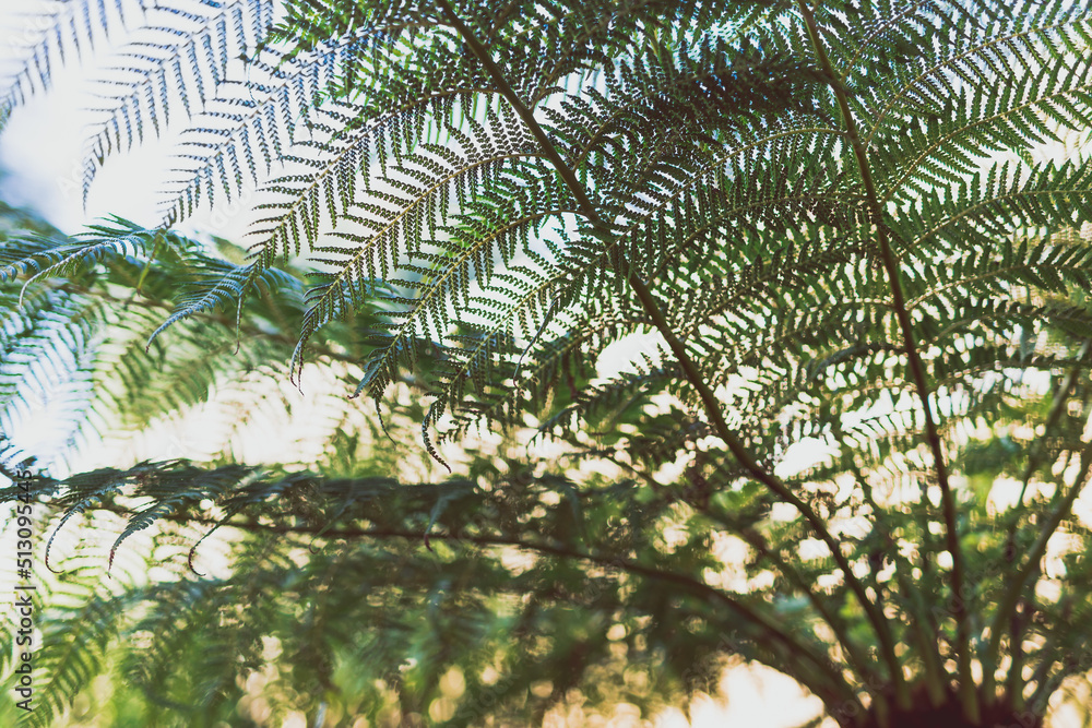Dicksonia antarctica soft tree fern or man fern plant shot from ...
