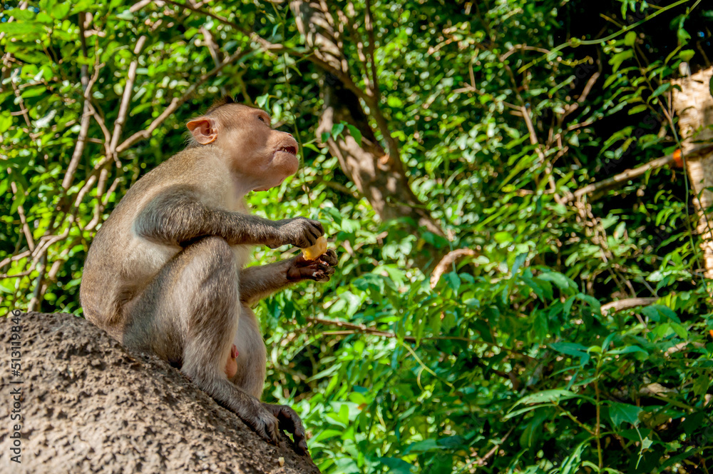 The pregnant monkey eats fruits and vegetables. Rainforest of India ...