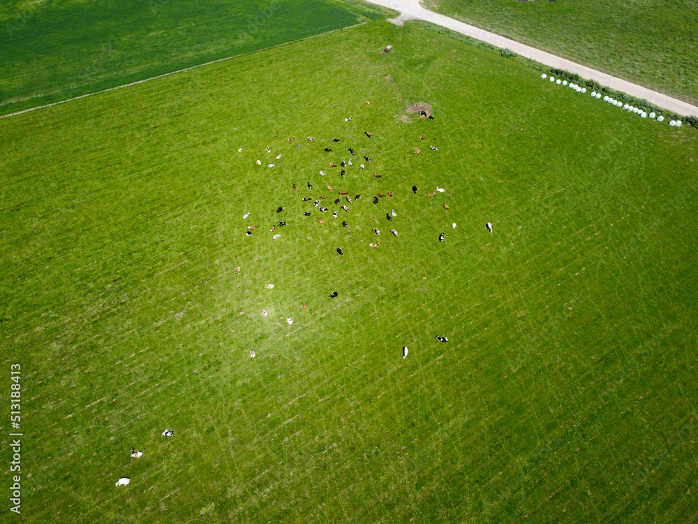 Foto de Stock Aerial top-down photo of meadow with red Holstein ...