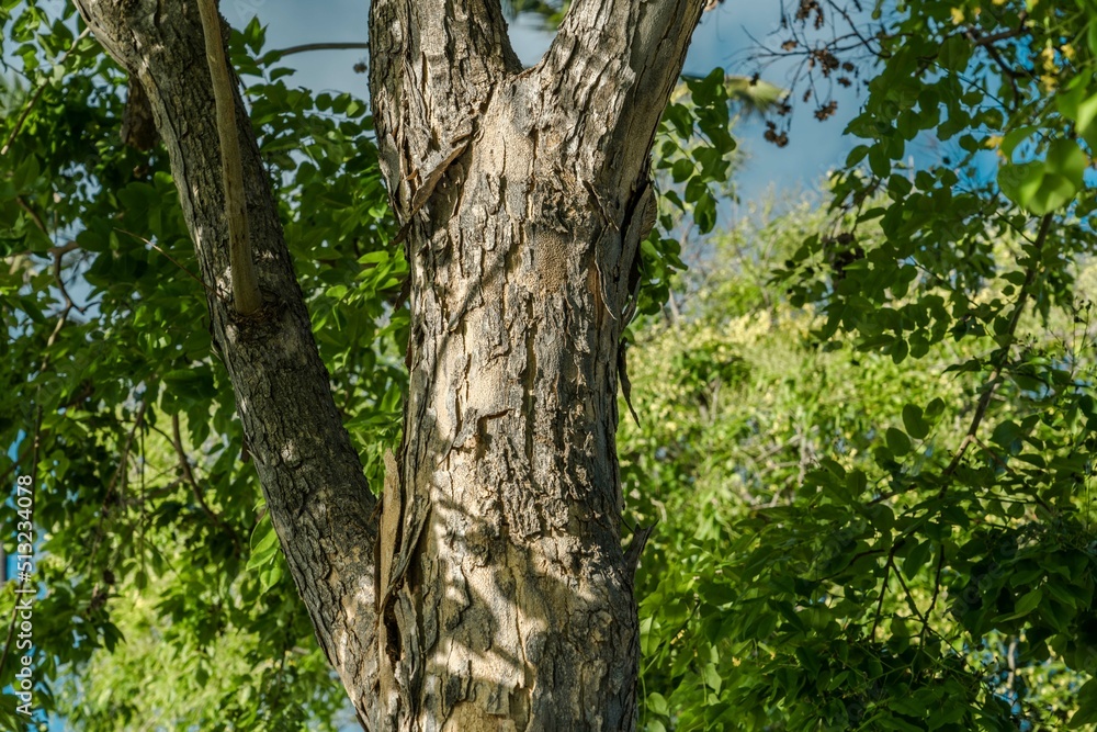 Tree plant in Magic Island, Ala Moana Regional Par, Honolulu Oahu ...