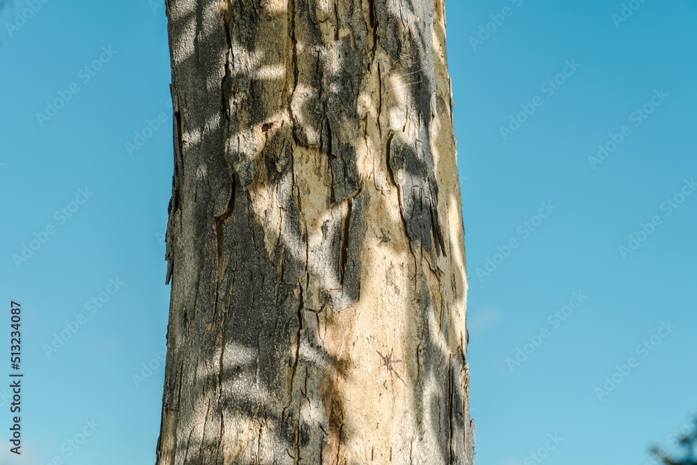 Tree plant in Magic Island, Ala Moana Regional Par, Honolulu Oahu ...