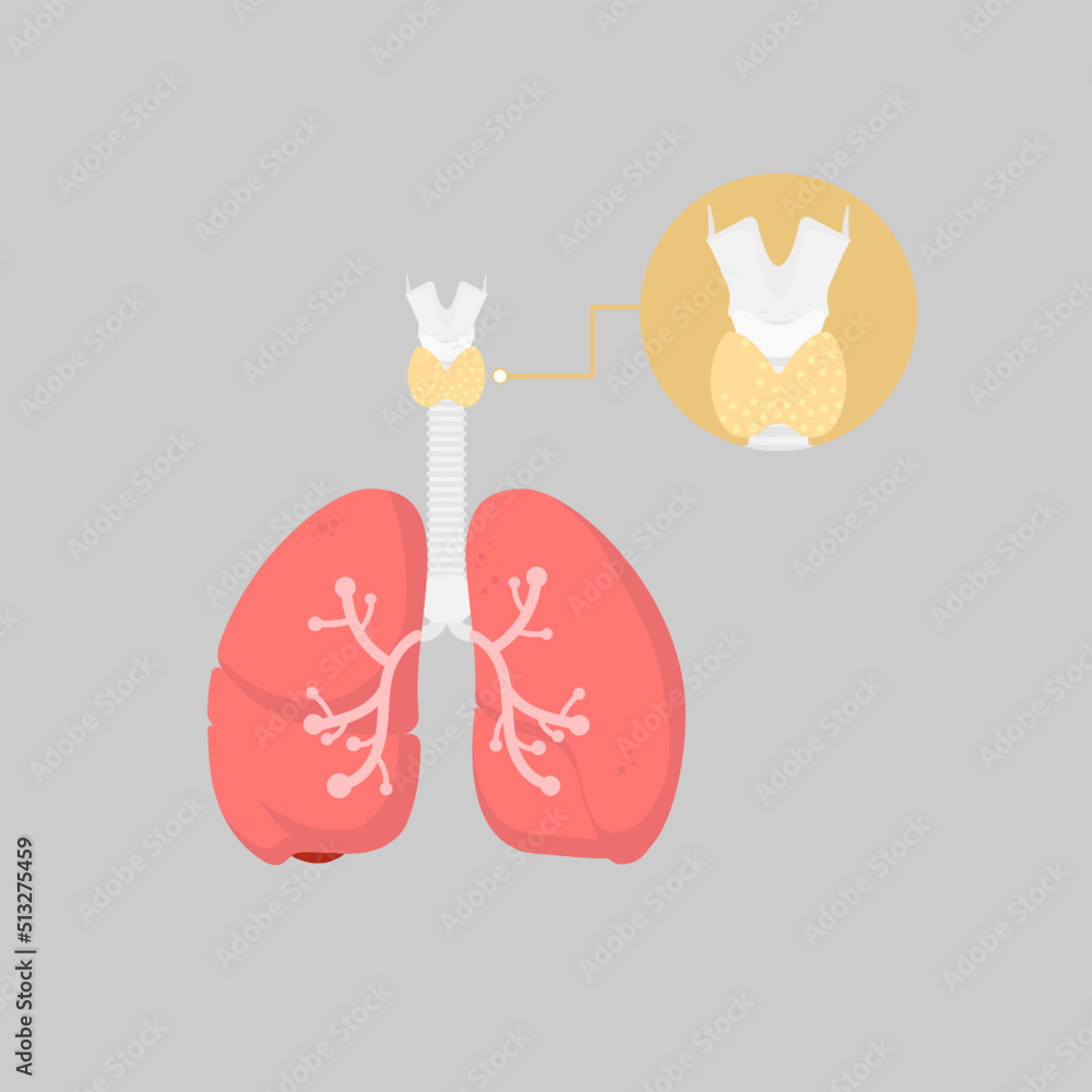 Stock-Vektorgrafik „lungs and thyroid gland, internal organs anatomy ...