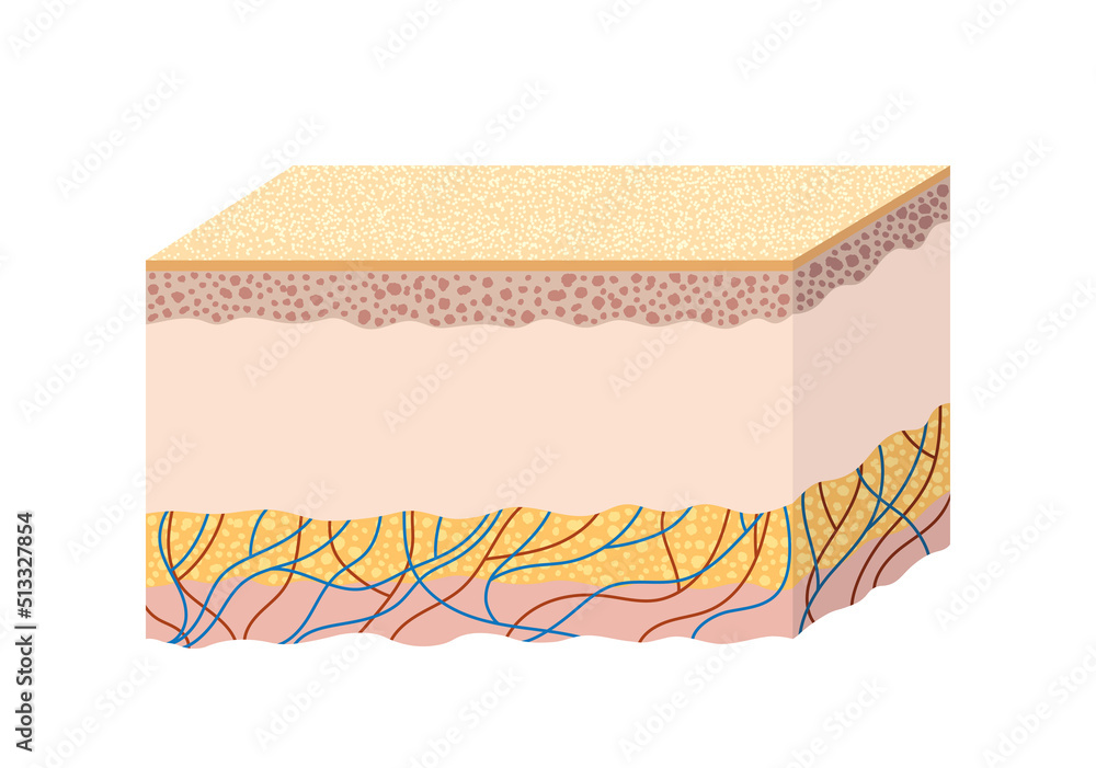 Anatomy of the structure of human skin. Scientific guide Stock Vector ...