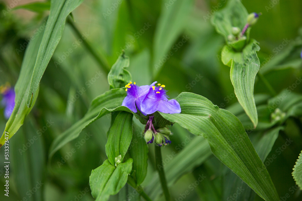 The purple Evolvulus nuttallianus flower or the flower of a species of ...