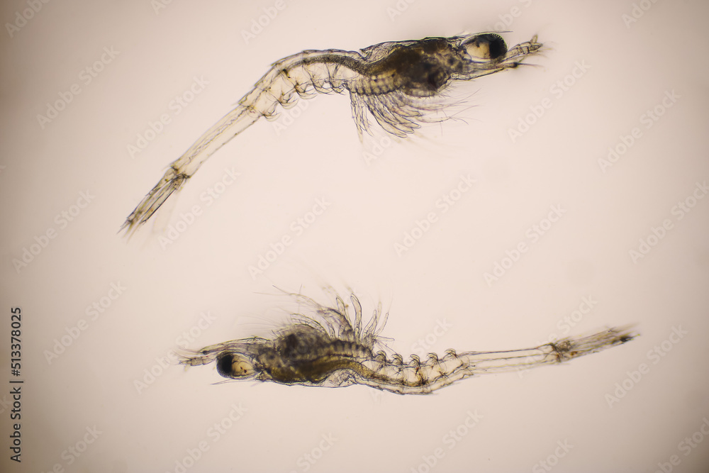 Closeup mysis stage of Vannamei shrimp in light microscope, Shrimp ...