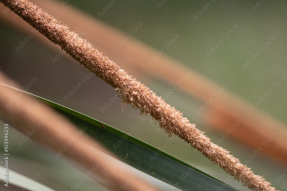 Typha plants flowering in early summer (most parts of the plant are ...