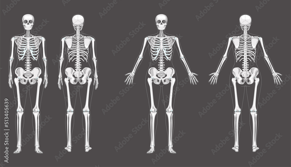 Women Skeleton Human body bones of female concept with different hands ...
