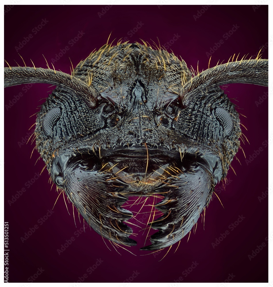 Microscopic Head Detail of Tooth Ant Odontoponera SP, Arthropoda Phylum ...