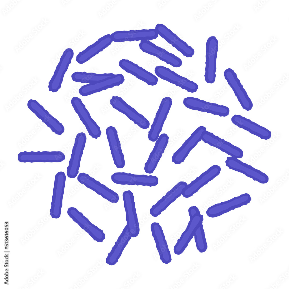 Rod shaped bacilli bacteria under the microscope. Medical research of ...
