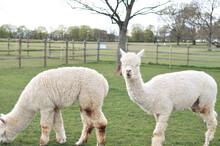 Think Spring Llama Free Stock Photo - Public Domain Pictures