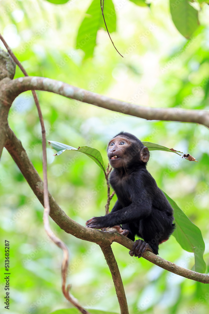 Beautiful Celebes crested macaque (Macaca nigra), aka the black ape, an ...