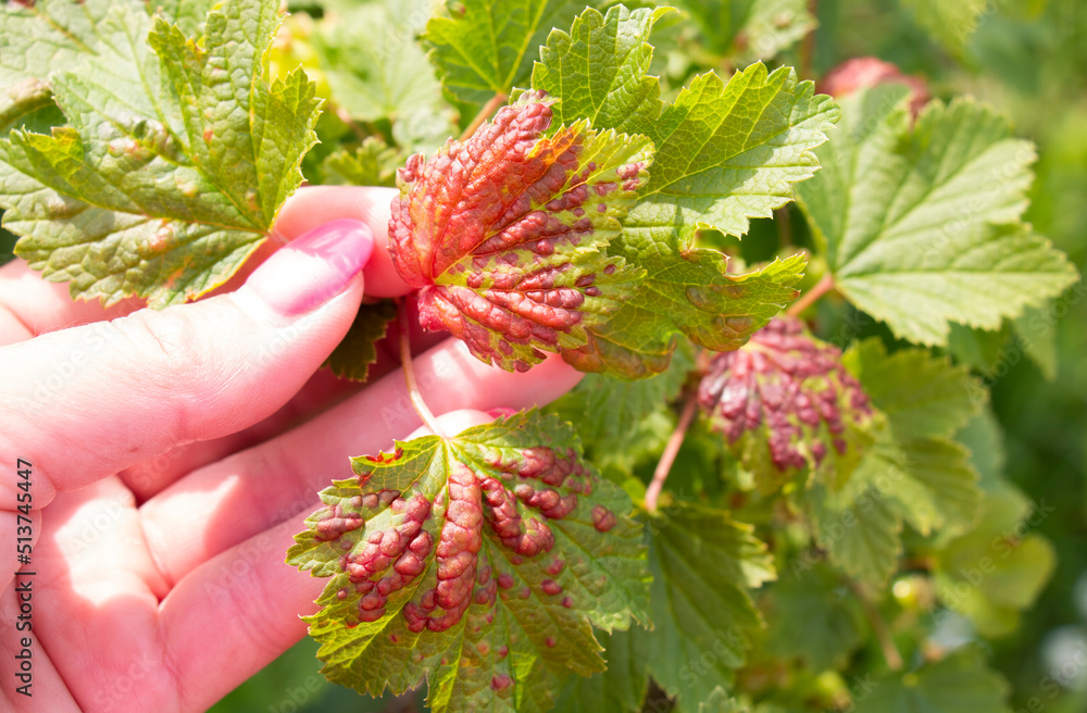 A leaf of a redcurrant bush in early summer, infected with a gall aphid ...