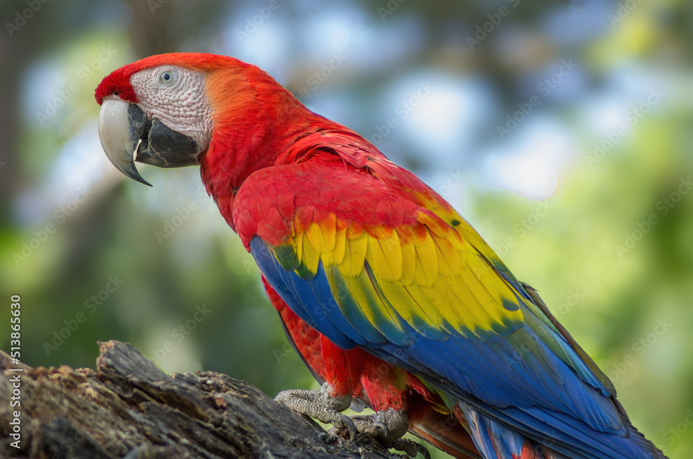 Foto de Stock Portrait of a Scarlet Macaw, Ara macaw, shown in Panama ...