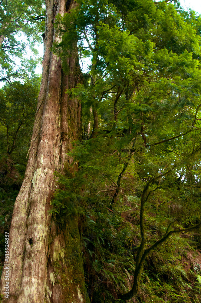 Taiwan, Lala Mountain, national forest, protected area, huge, thousand ...