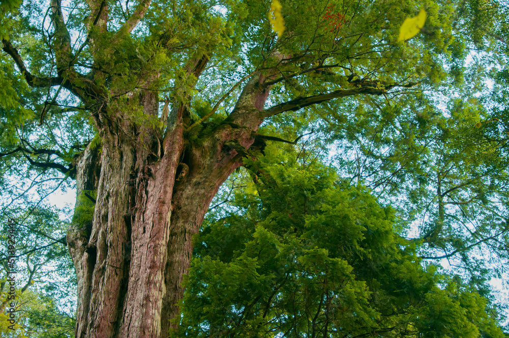 Taiwan, Lala Mountain, national forest, protected area, huge, thousand ...