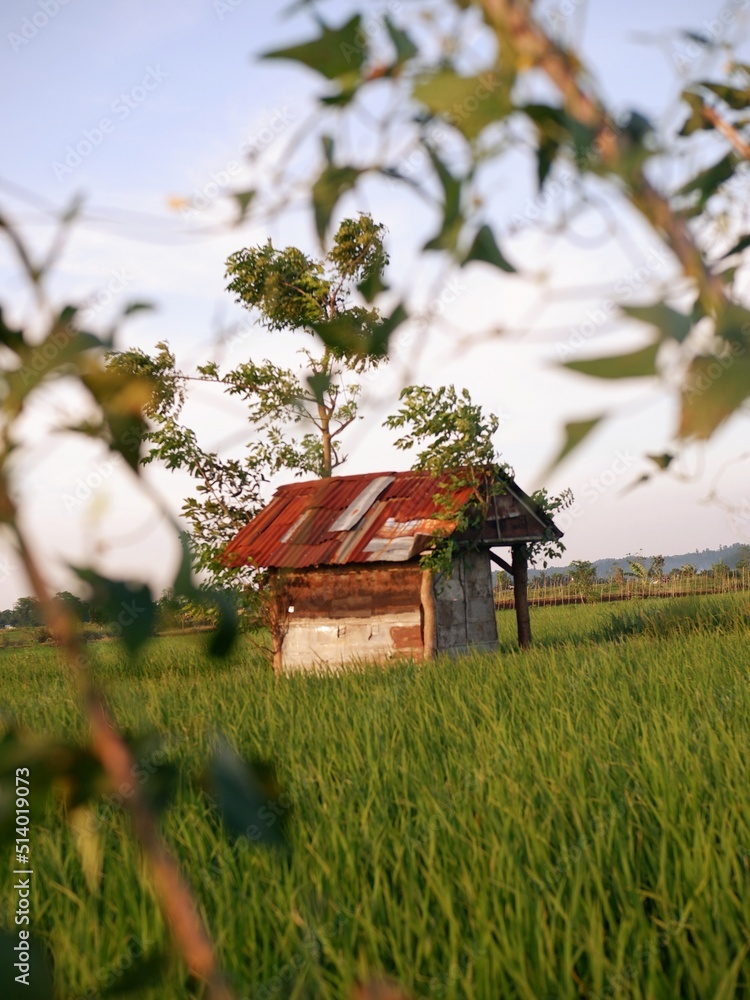 house in the forest, farm house and rice field look imaging. or gubug ...