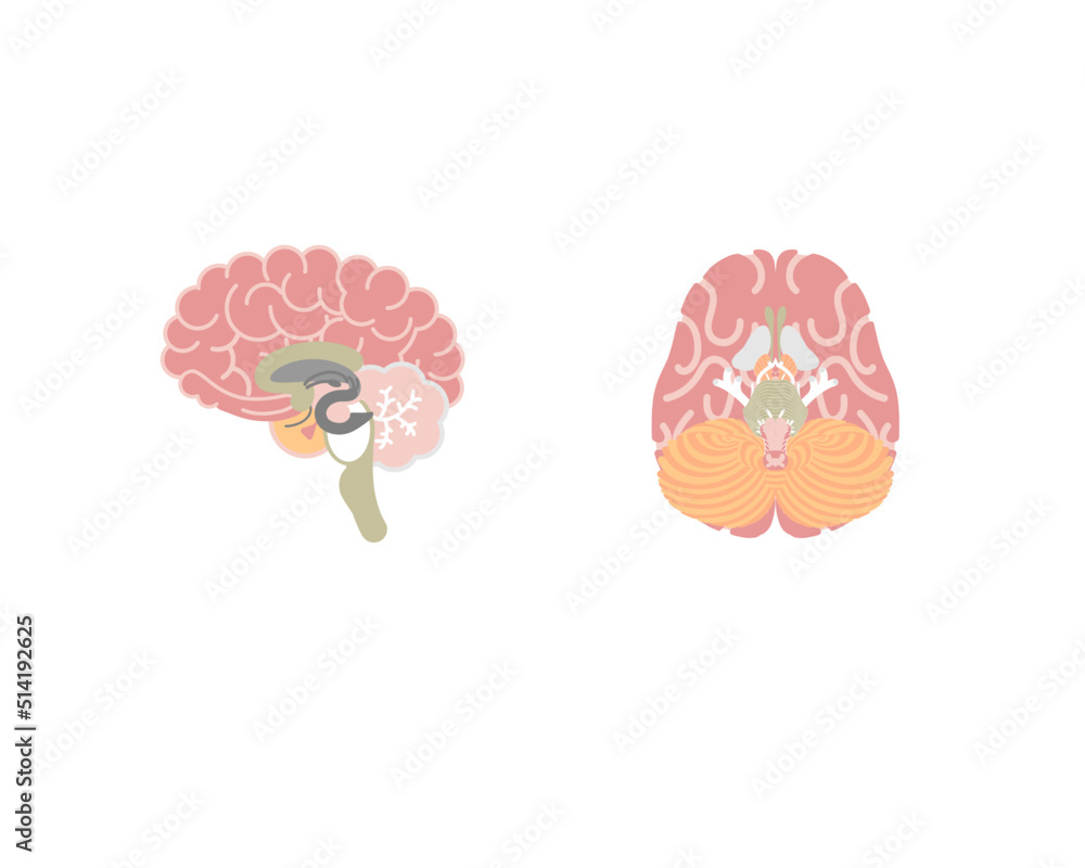Stock-Vektorgrafik „human brain, internal organs anatomy body part ...