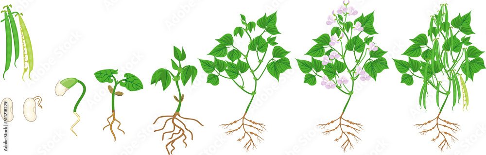 Life cycle of bean plant. Growth stages from seeding to flowering and ...