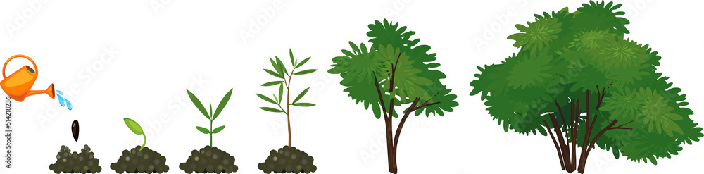 Life cycle of abstract cartoon tree: from seed to old green tree ...