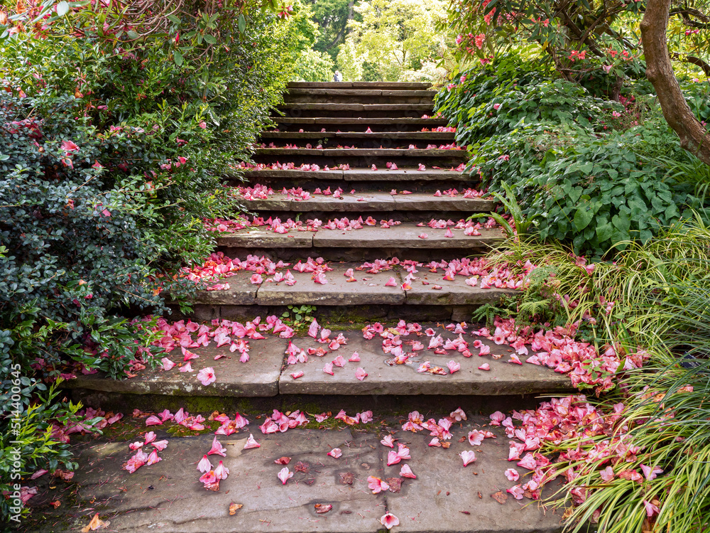 Garden steps covered with pink fallen petals Stock Photo | Adobe Stock