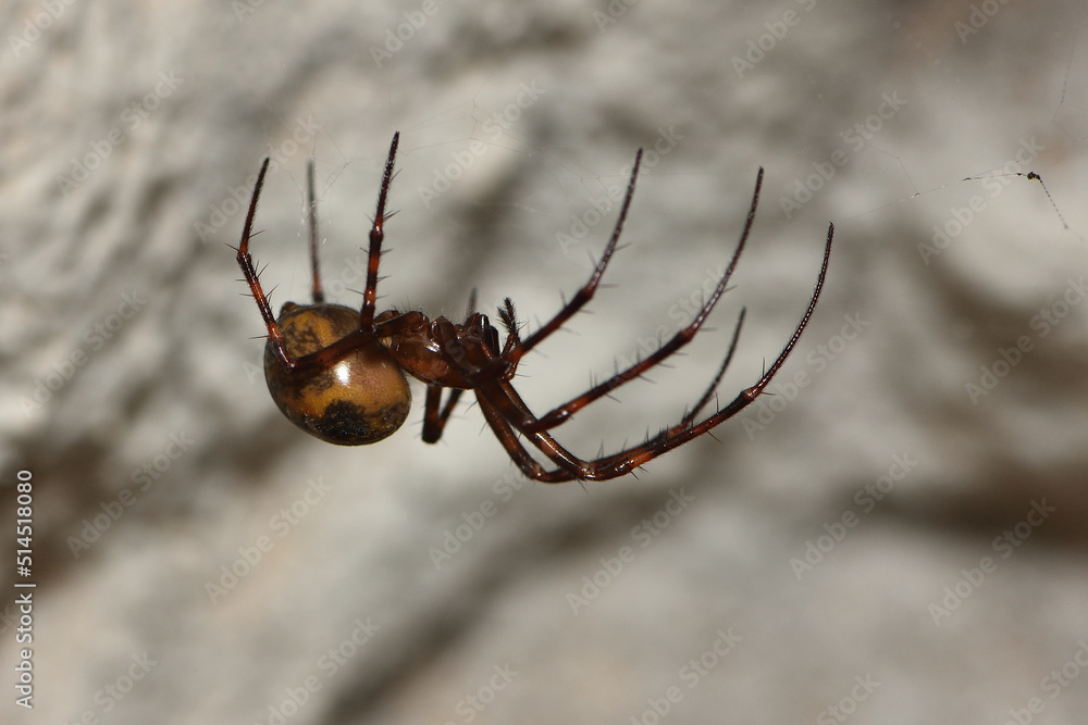 Closeup picture of the giant European cave spider Meta menardi (Araneae ...
