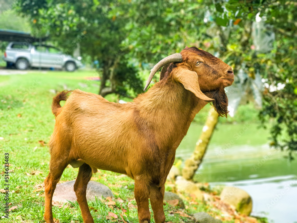 Goat for Qurban Eid al-Adha. Eid al-Adha is an Islamic festival to ...