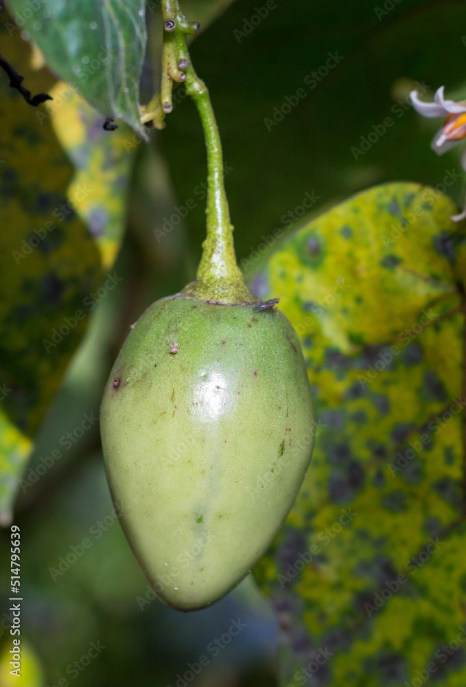 The tamarillo (Solanum betaceum) is an egg-shaped edible fruit. It is ...