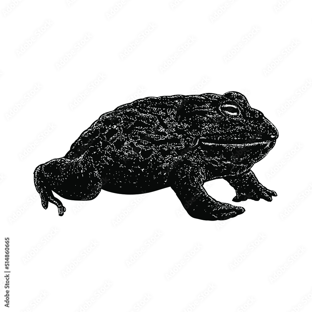 African Bullfrog hand drawing vector illustration isolated on ...