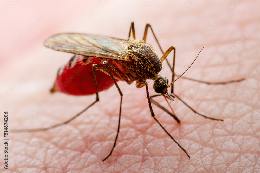 Dangerous Zika Infected Mosquito Skin Bite. Leishmaniasis, Encephalitis, Yellow Fever, Dengue ...