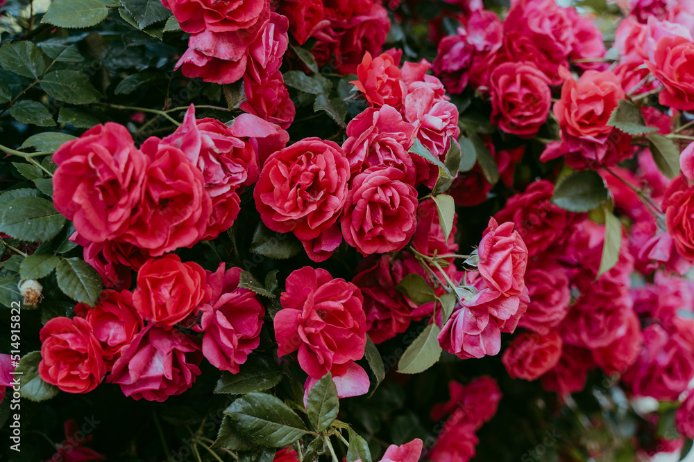 Red roses blooming on plant Stock Photo | Adobe Stock