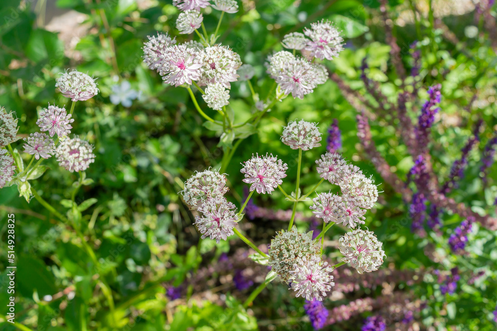Lush inflorescence with white-pink flowers of an ornamental perennial ...