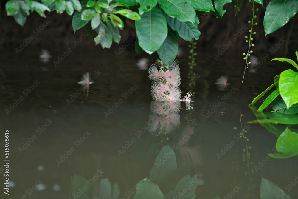 Fotografie Okinawa,Japan - July 2, 2022: Flowers of Barringtonia ...
