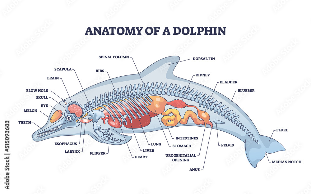 Anatomy of dolphin as animal inner physiological structure outline ...