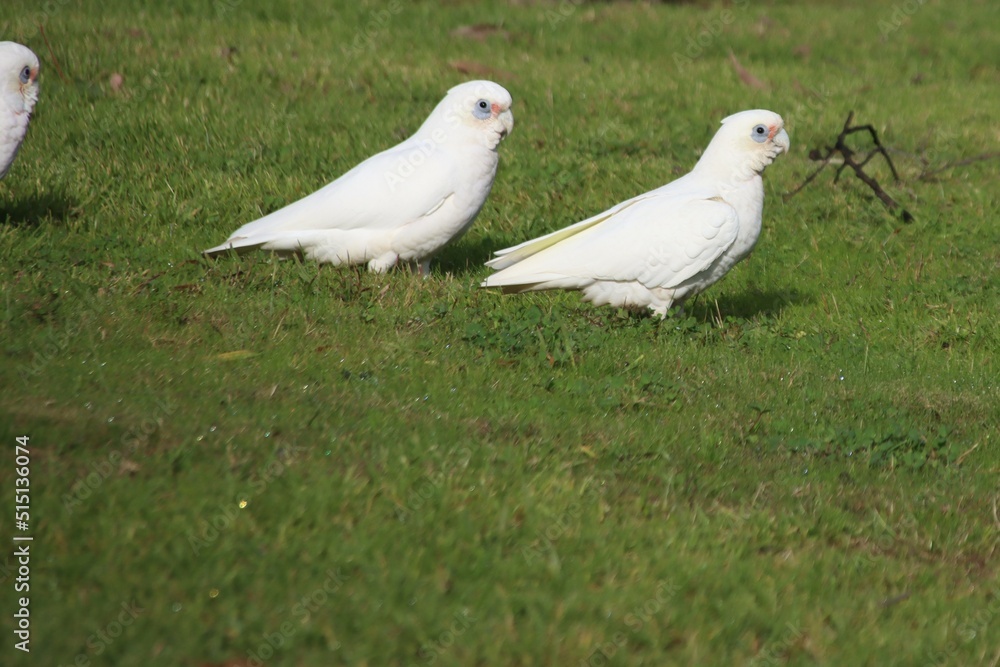 Little Corella (Cacatua sanguinea), aka Short-billed Corella, Casey ...